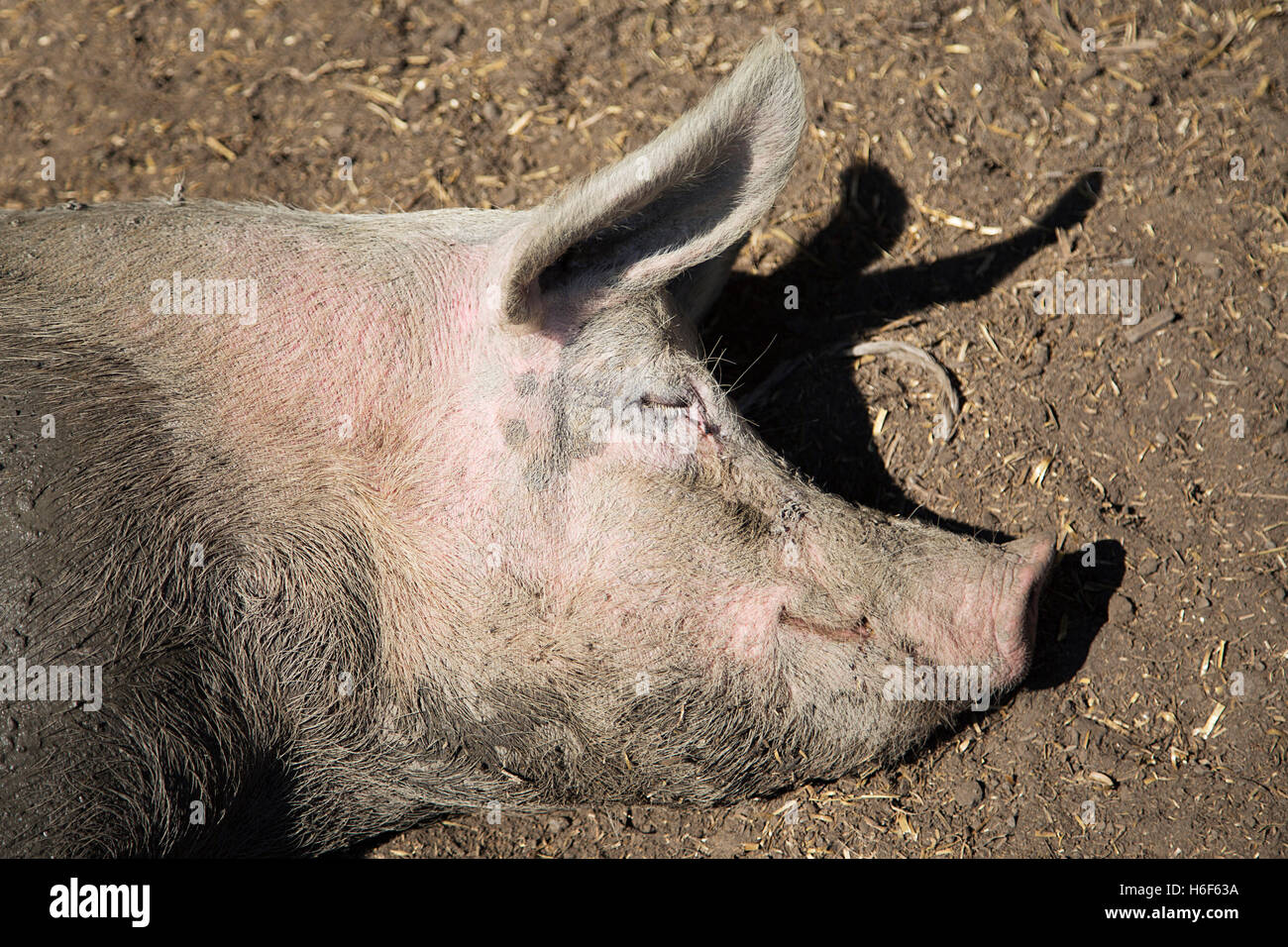 Close view of the head of a pig lying Stock Photo - Alamy