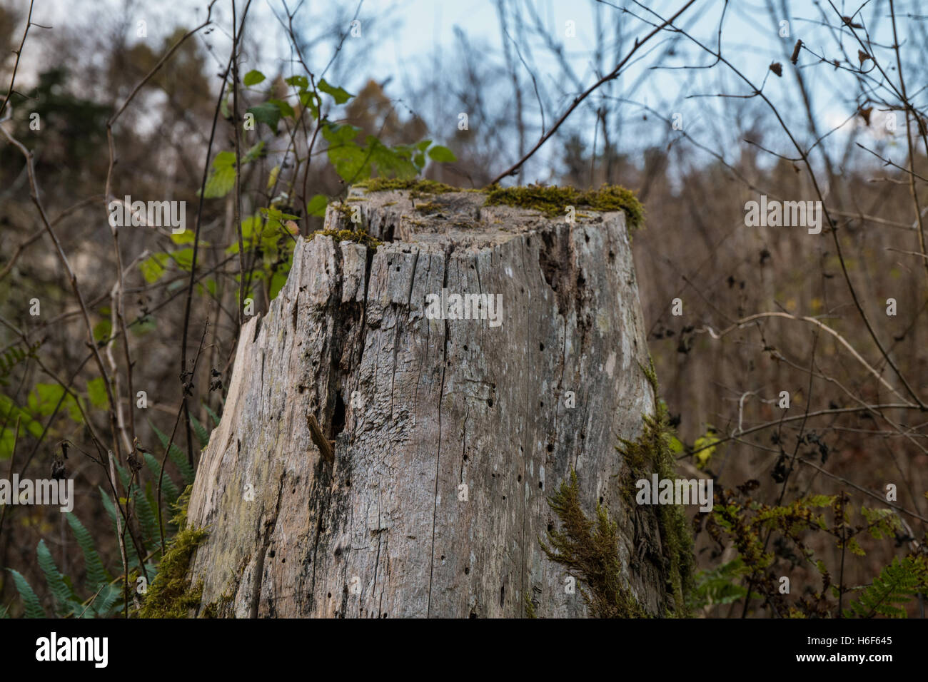 A tree stump in fall Stock Photo - Alamy