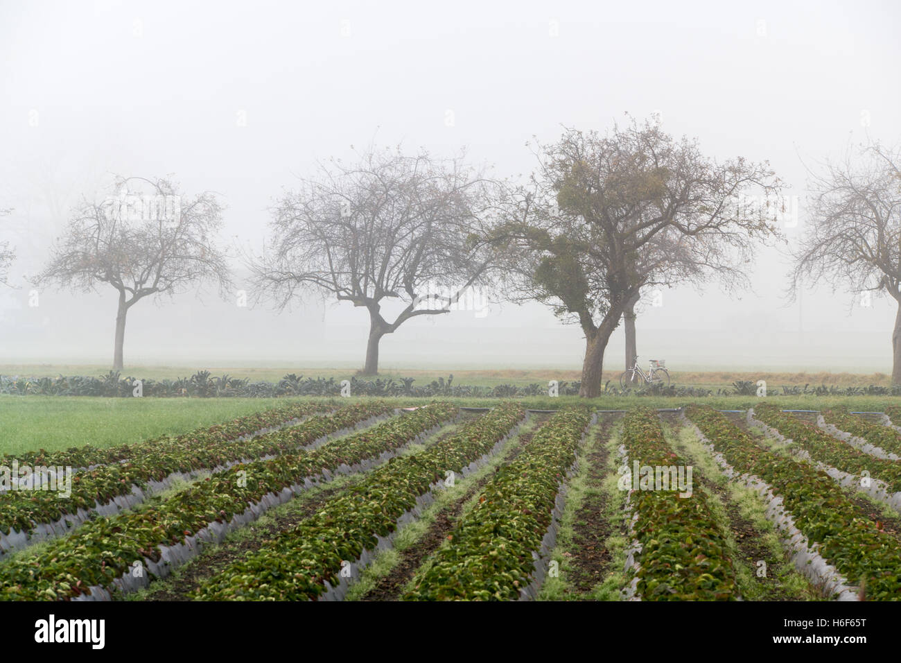 Trees in the thick fog during fall Stock Photo - Alamy