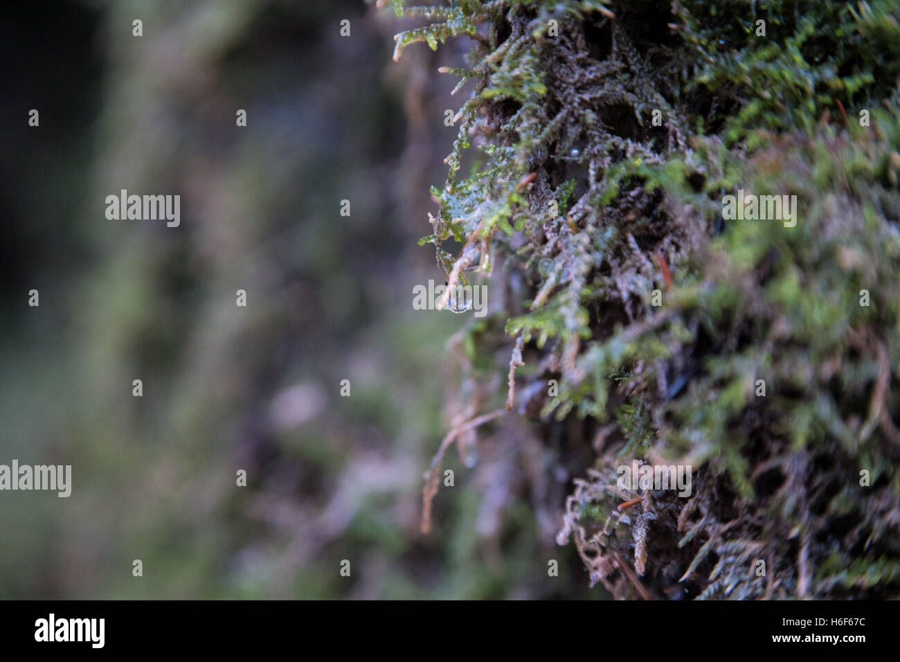 A drop of water falling off some moss in the forest Stock Photo - Alamy