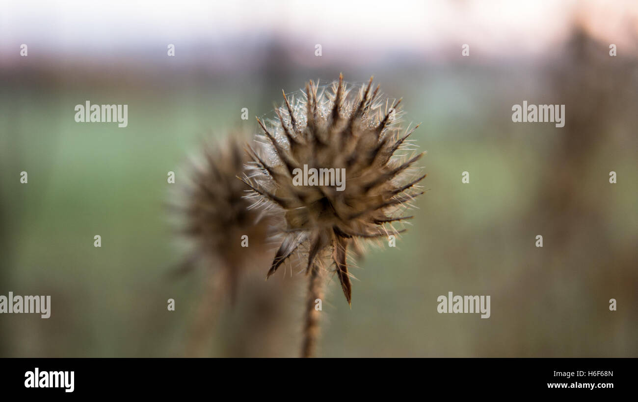 A flower pod during fall Stock Photo - Alamy