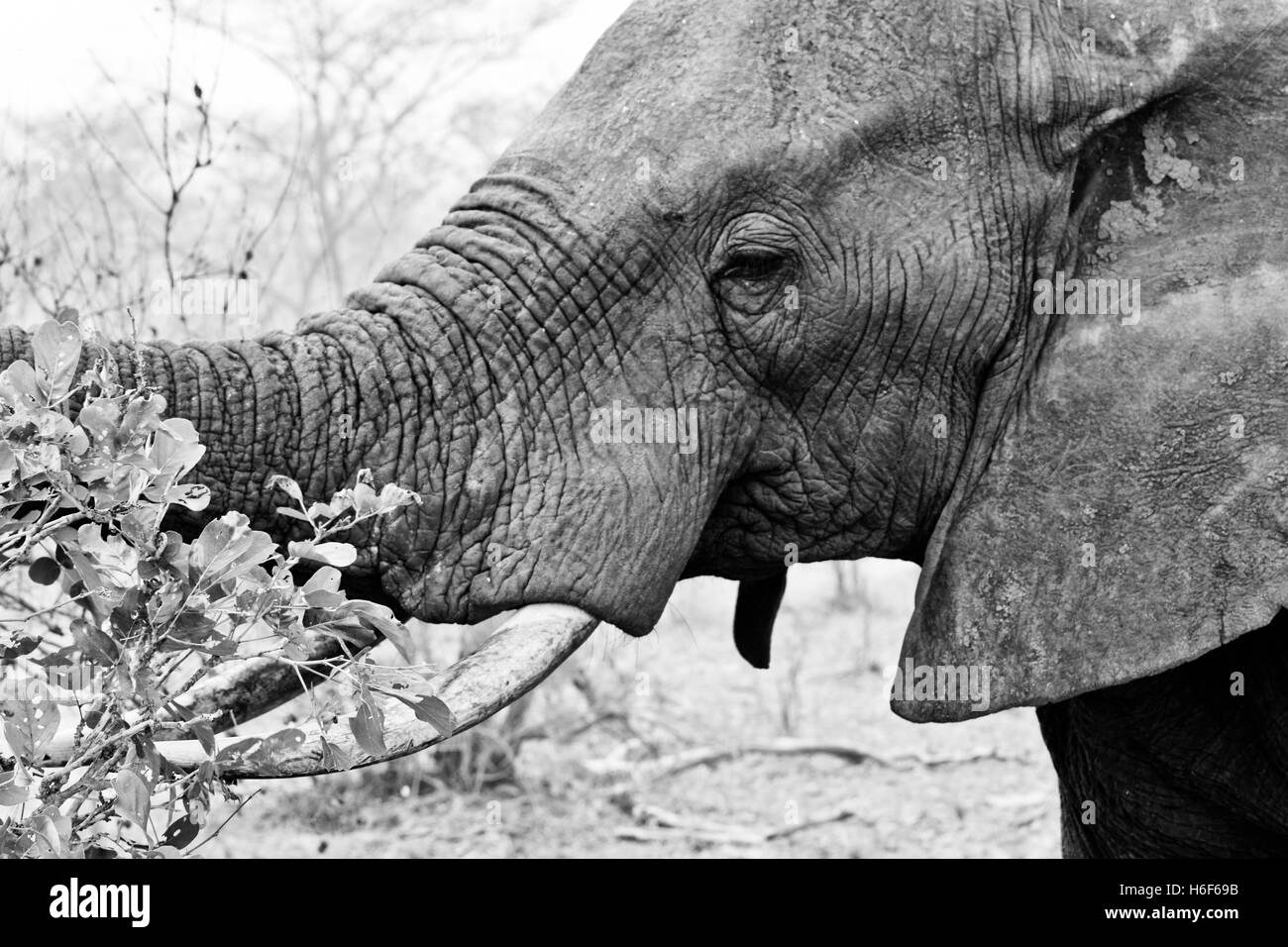 Elephant profile hi-res stock photography and images - Alamy