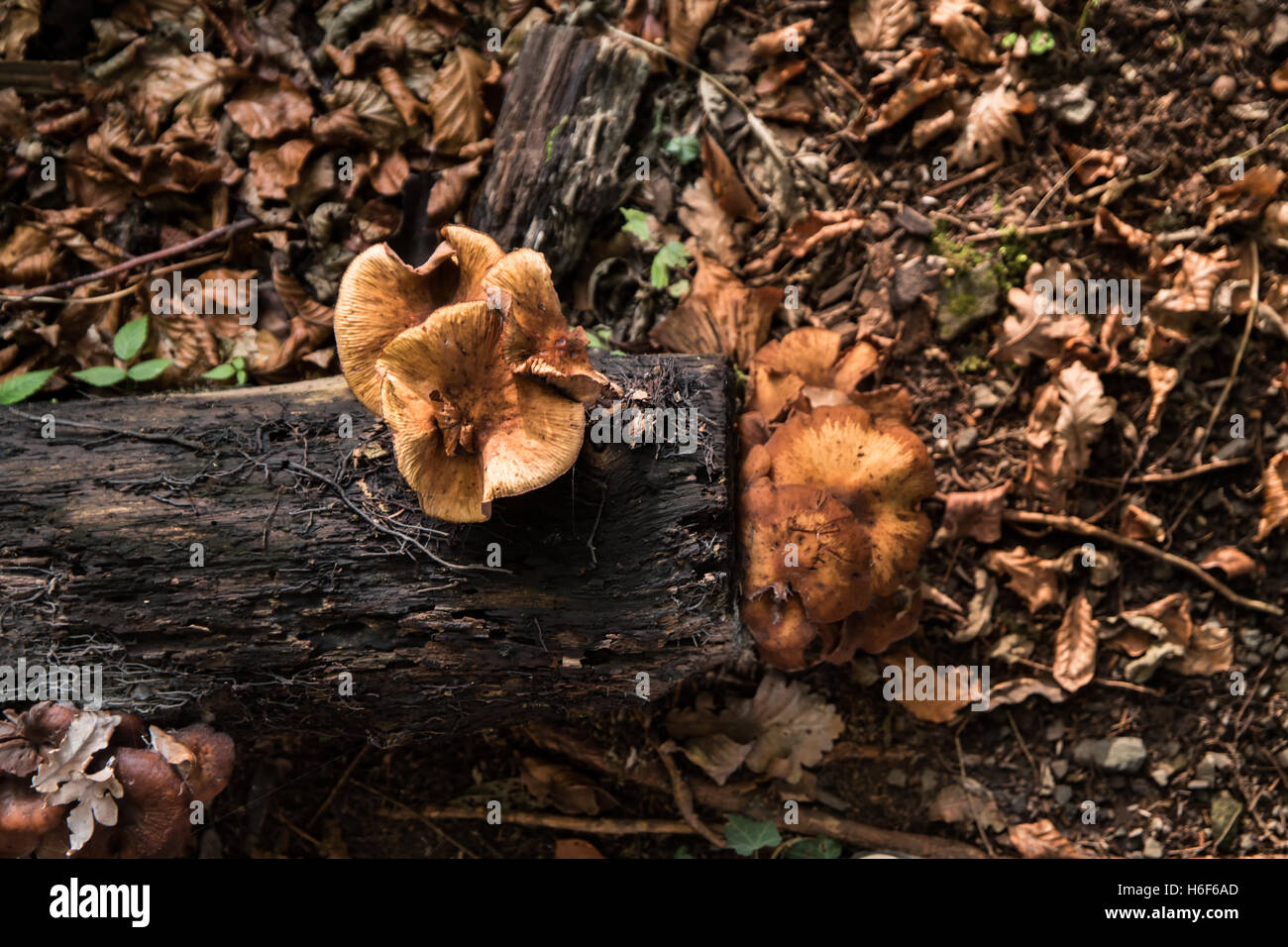 Mushroom growing on dead wood hi-res stock photography and images - Alamy