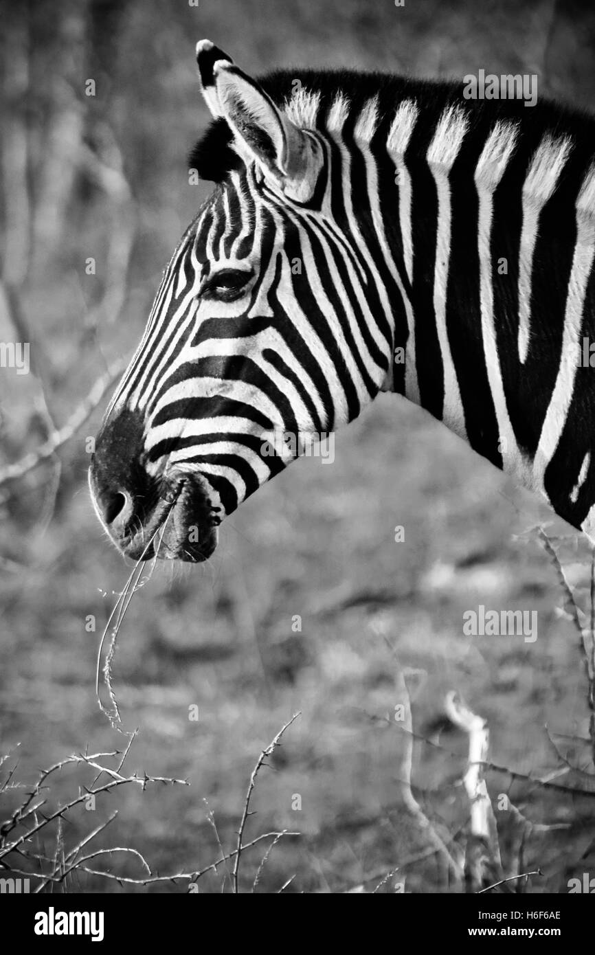 Zebra profile hi-res stock photography and images - Alamy