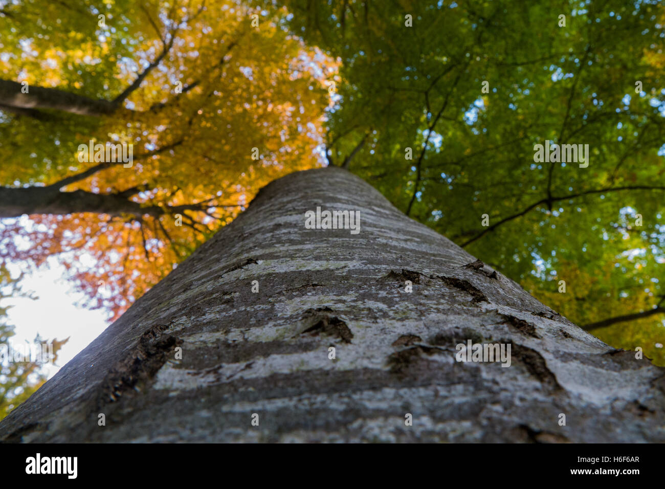 Looking up a tree and seeing the yellow and green leaves Stock Photo ...