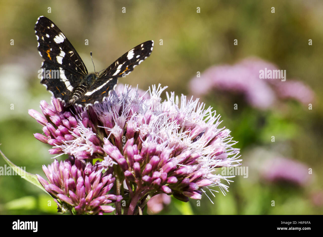 Portrait of a butterfly Stock Photo - Alamy
