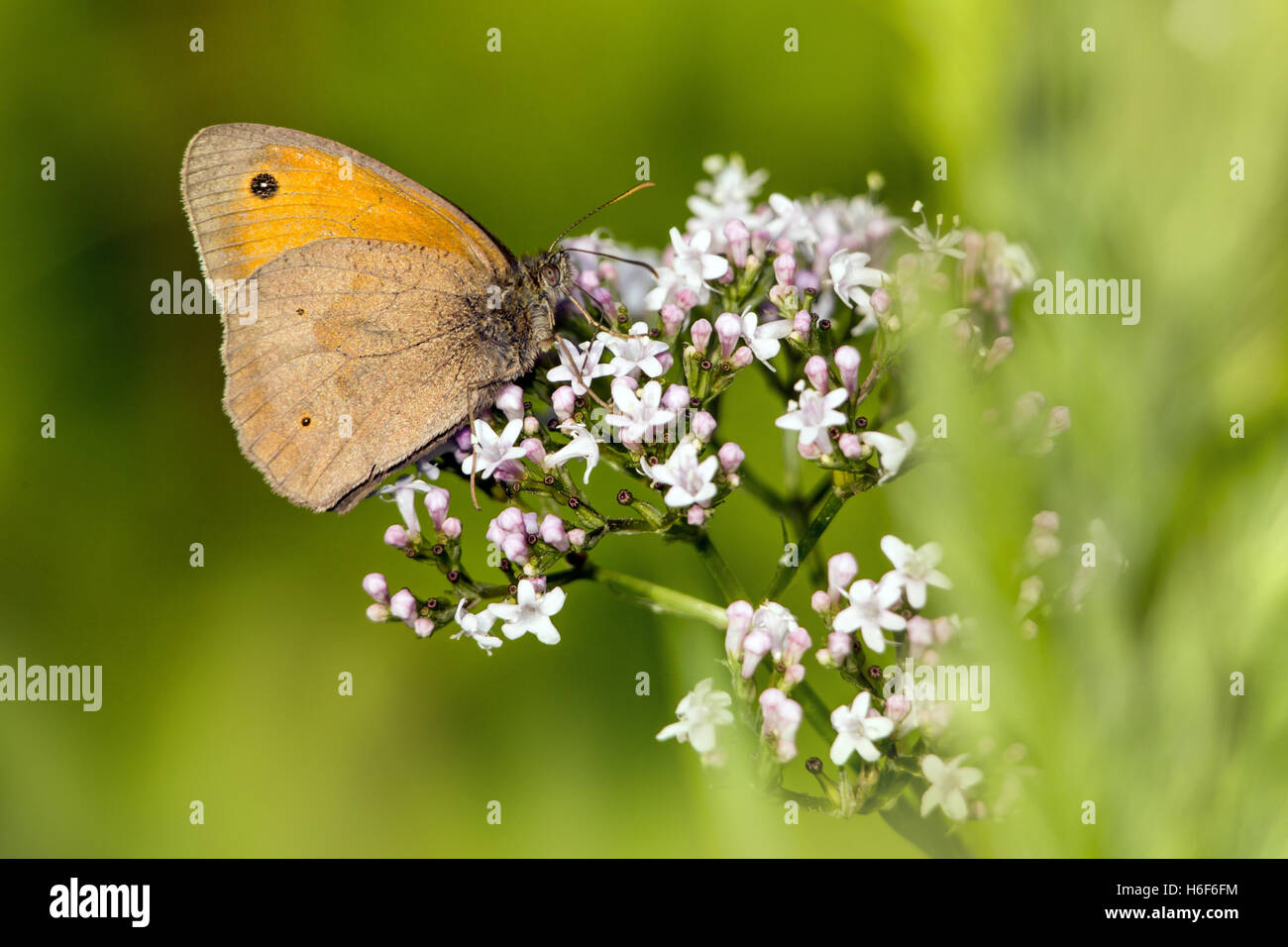 Portrait of a butterfly Stock Photo - Alamy