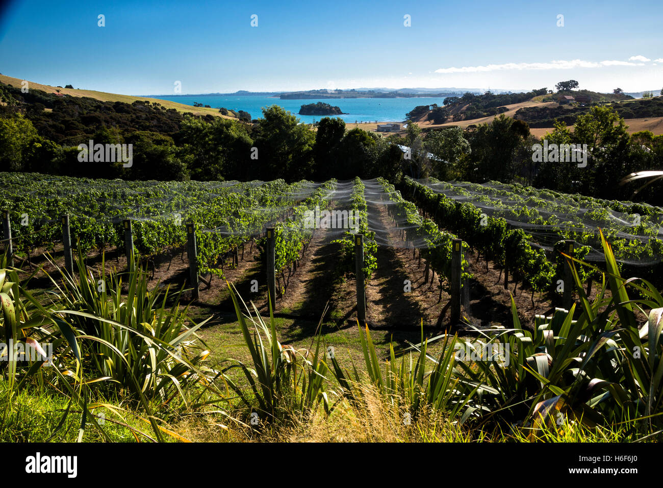 A vineyard on Waiheke Island with a view of the ocean and Auckland in ...