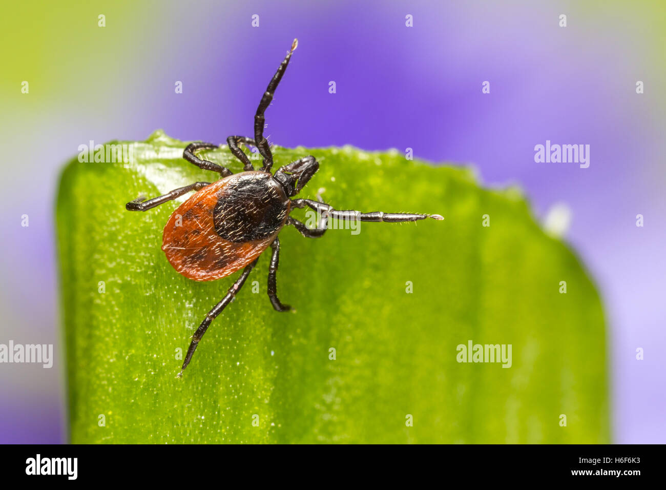 Ixodes persulcatus taiga tick macro hi-res stock photography and images ...