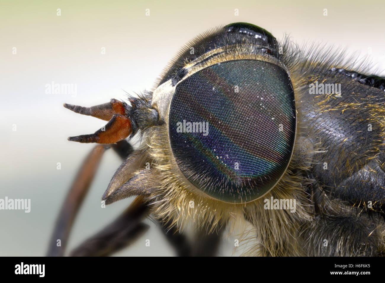 Portrait of a horse fly Stock Photo - Alamy