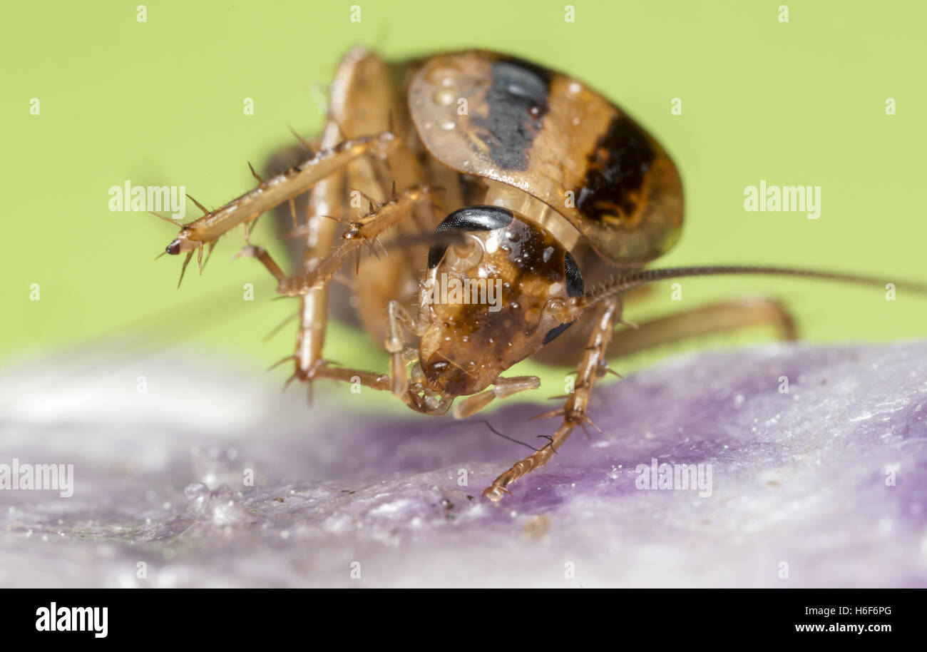 Cockroach face hi-res stock photography and images - Alamy