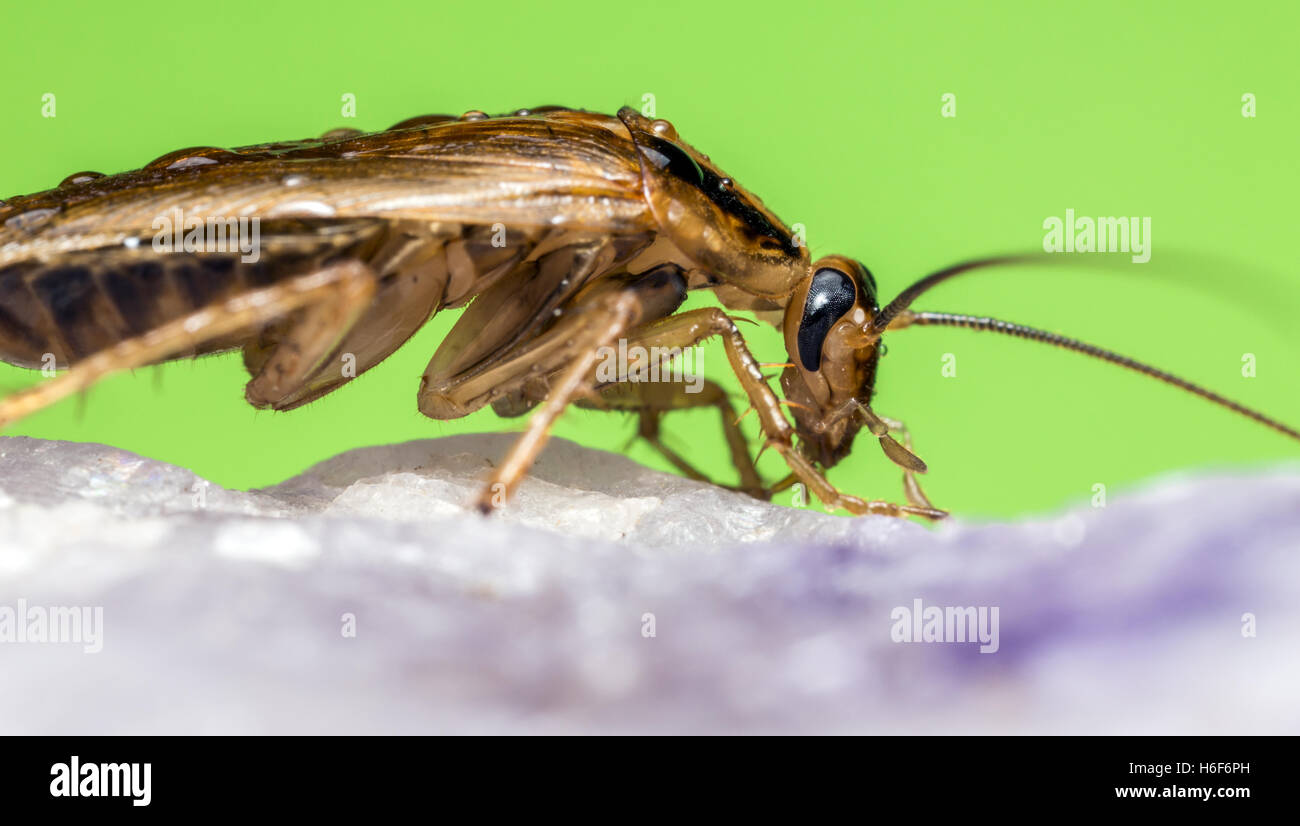 German cockroach kitchen hi-res stock photography and images - Alamy