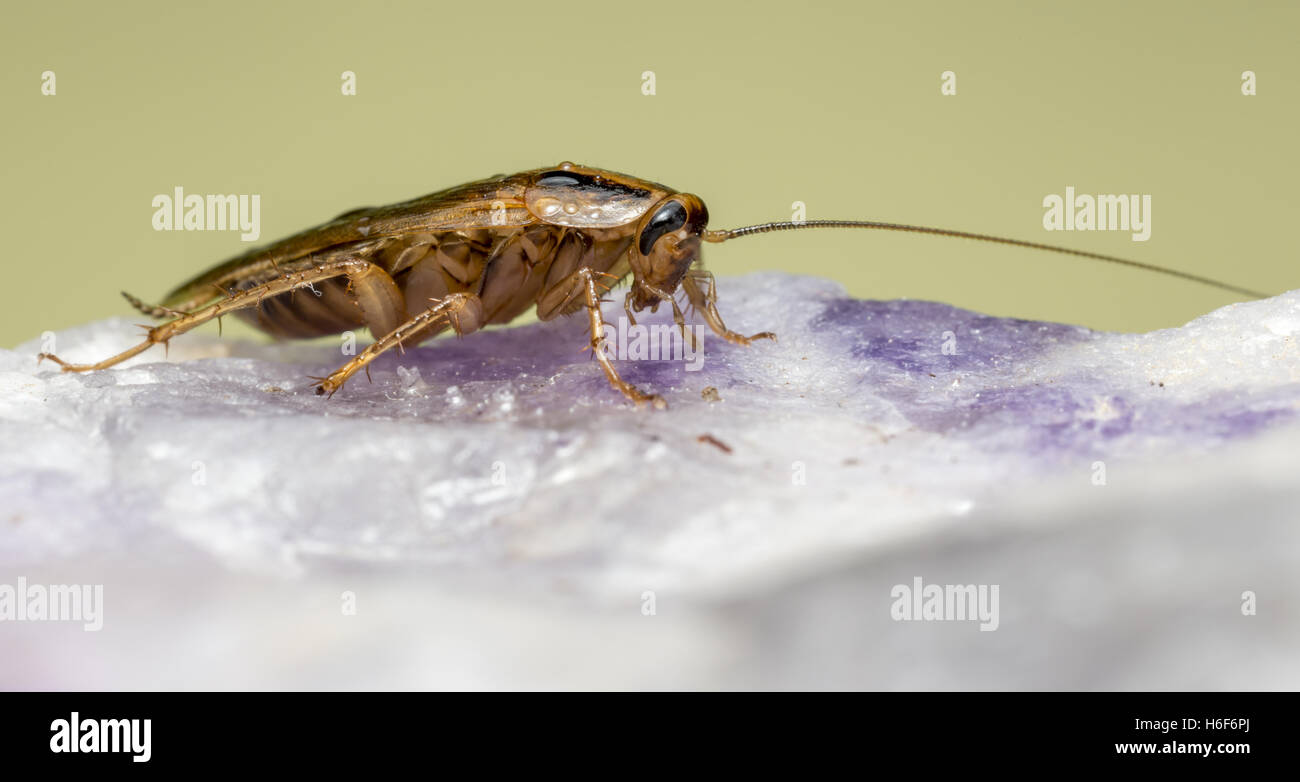The german cockroach Stock Photo - Alamy