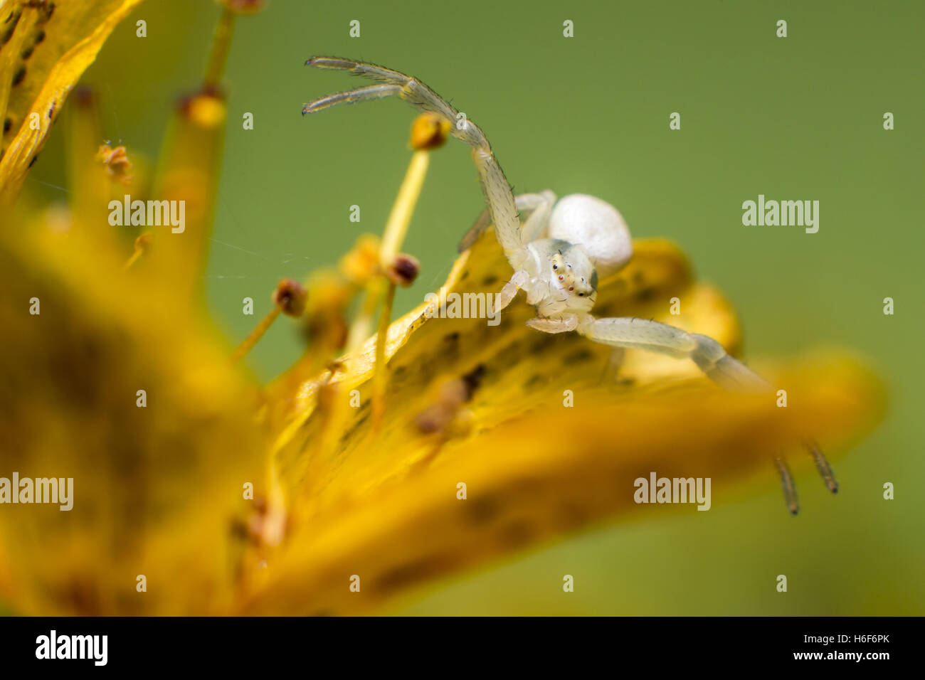 Portrait of a white crab spider Stock Photo - Alamy