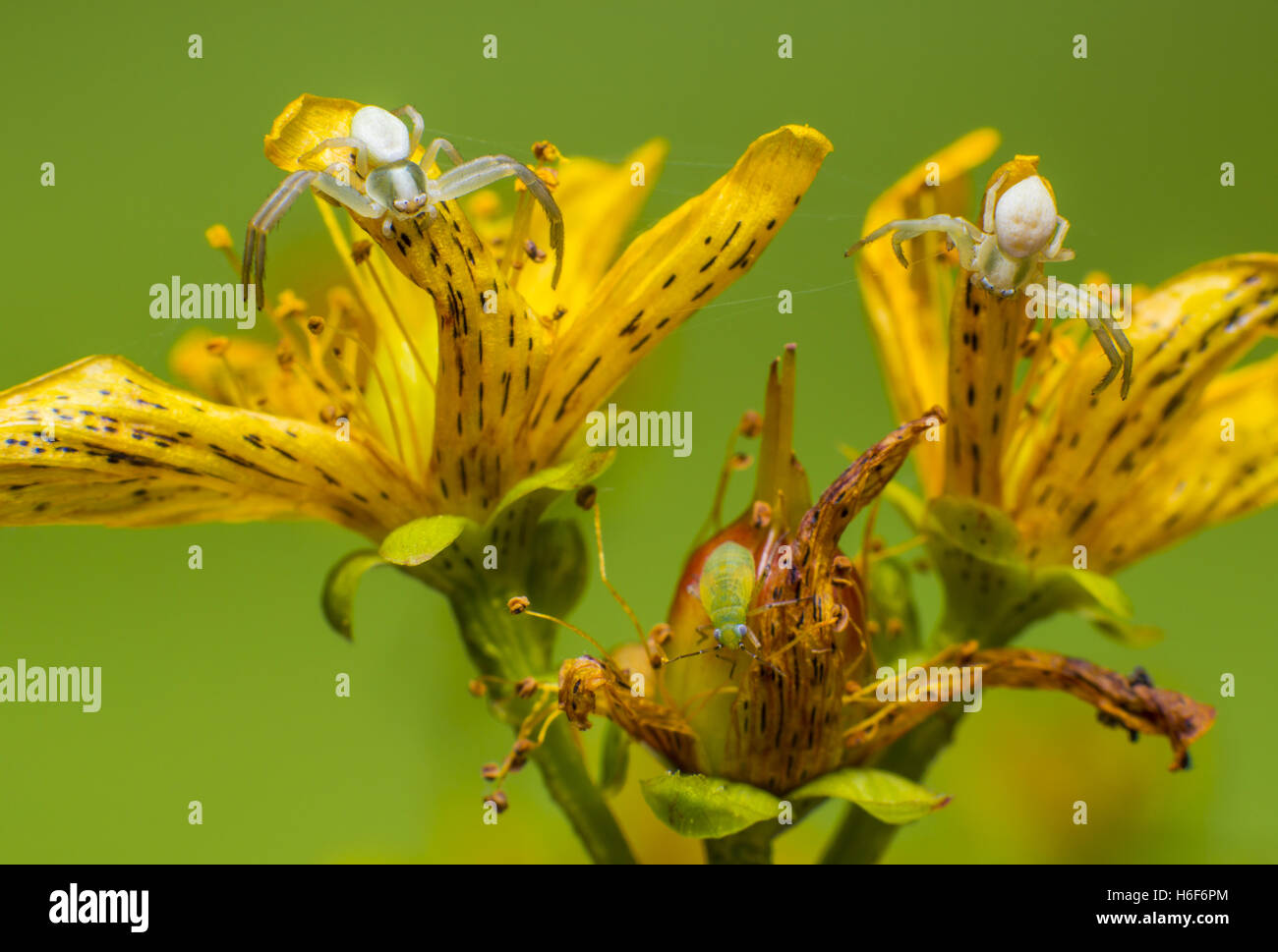 Portrait of a white crab spider Stock Photo - Alamy