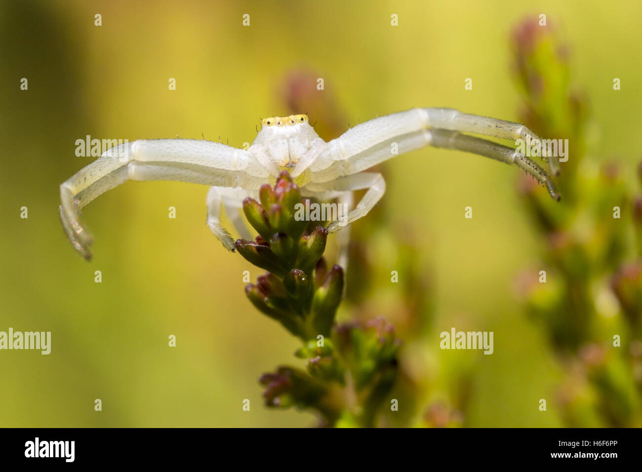 Portrait of a white crab spider Stock Photo - Alamy