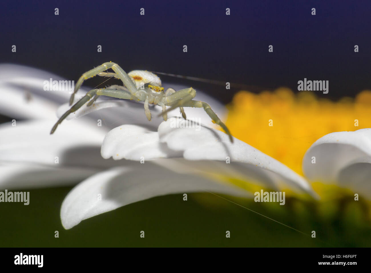 Portrait of a white crab spider Stock Photo - Alamy