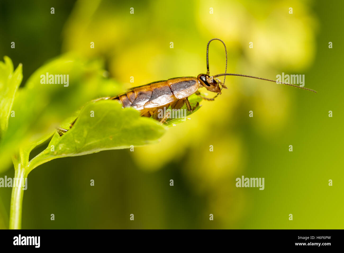 The german cockroach Stock Photo - Alamy