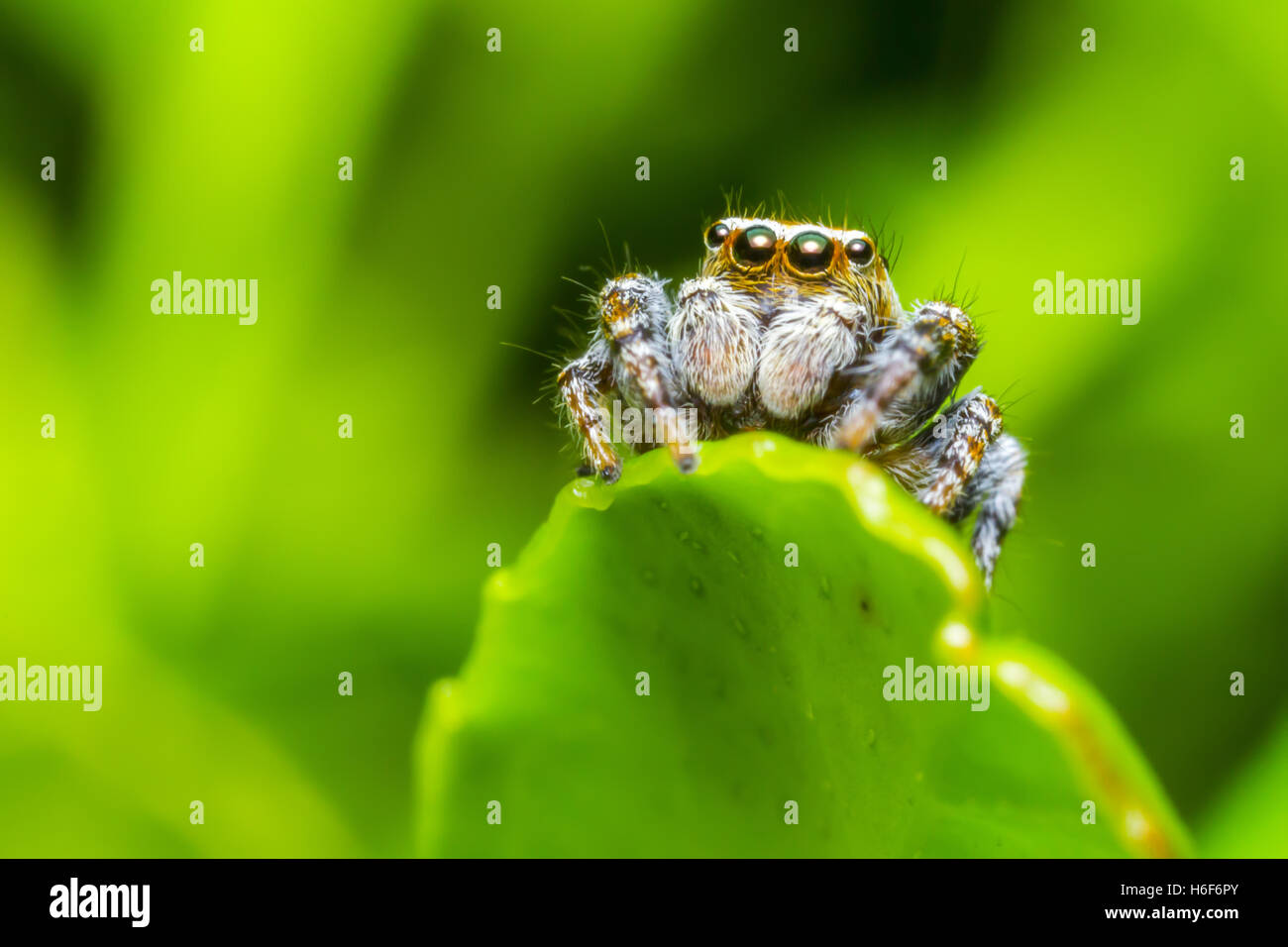 Zebra spider hi-res stock photography and images - Alamy