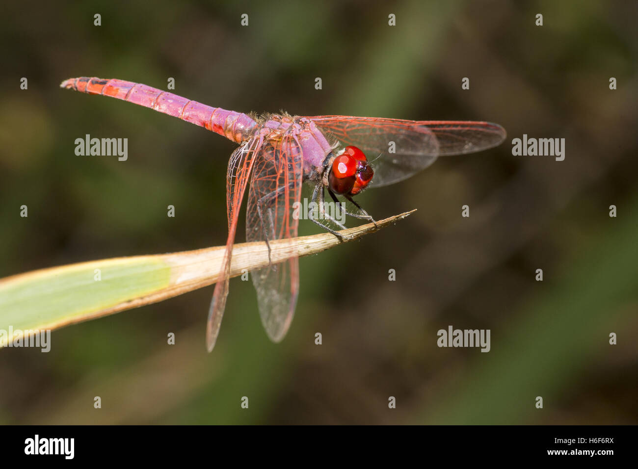 The Violet Dropwing (Trithemis annulata Stock Photo - Alamy