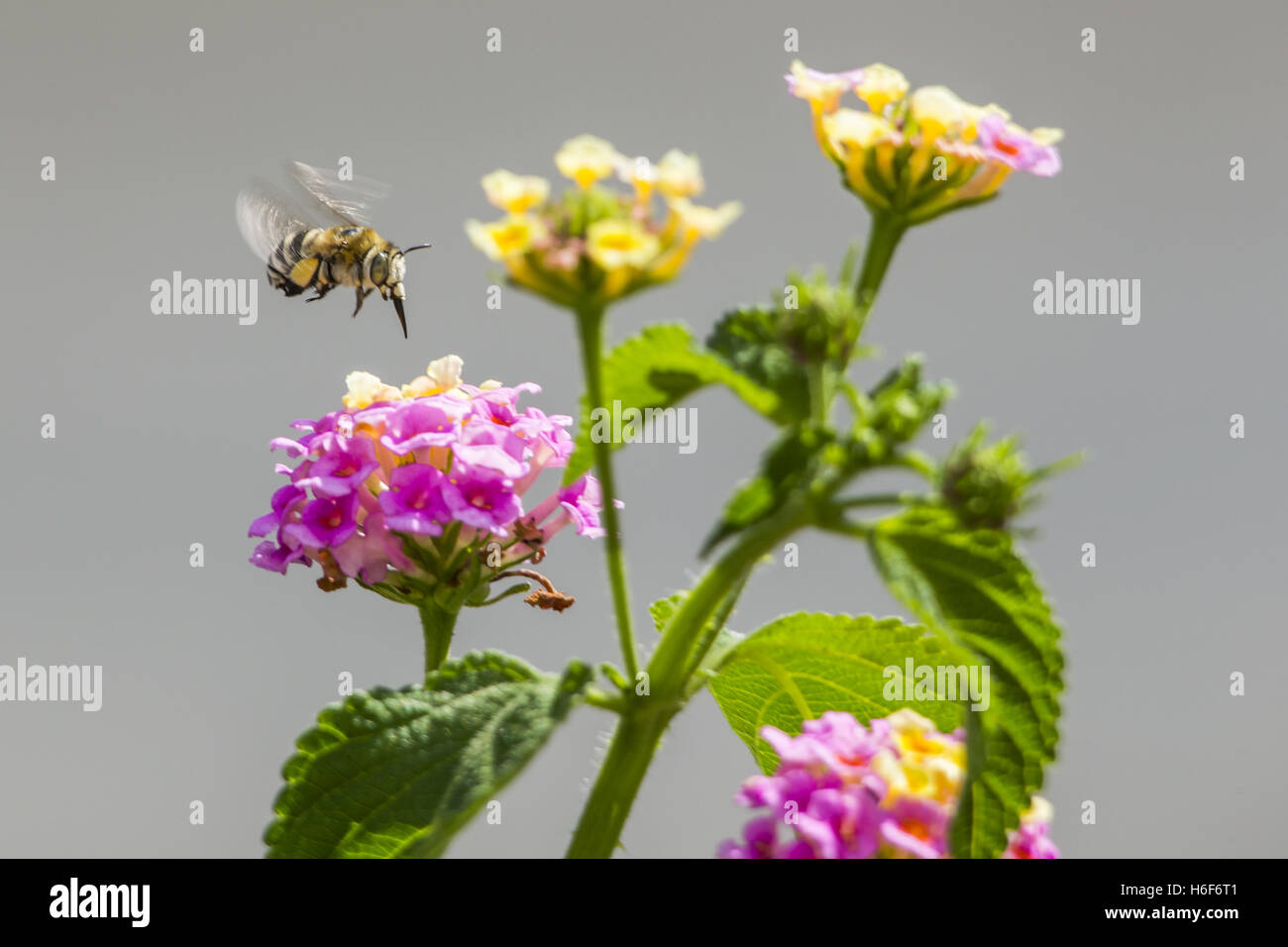 The southeastern blueberry bee, (Habropoda laboriosa Stock Photo - Alamy