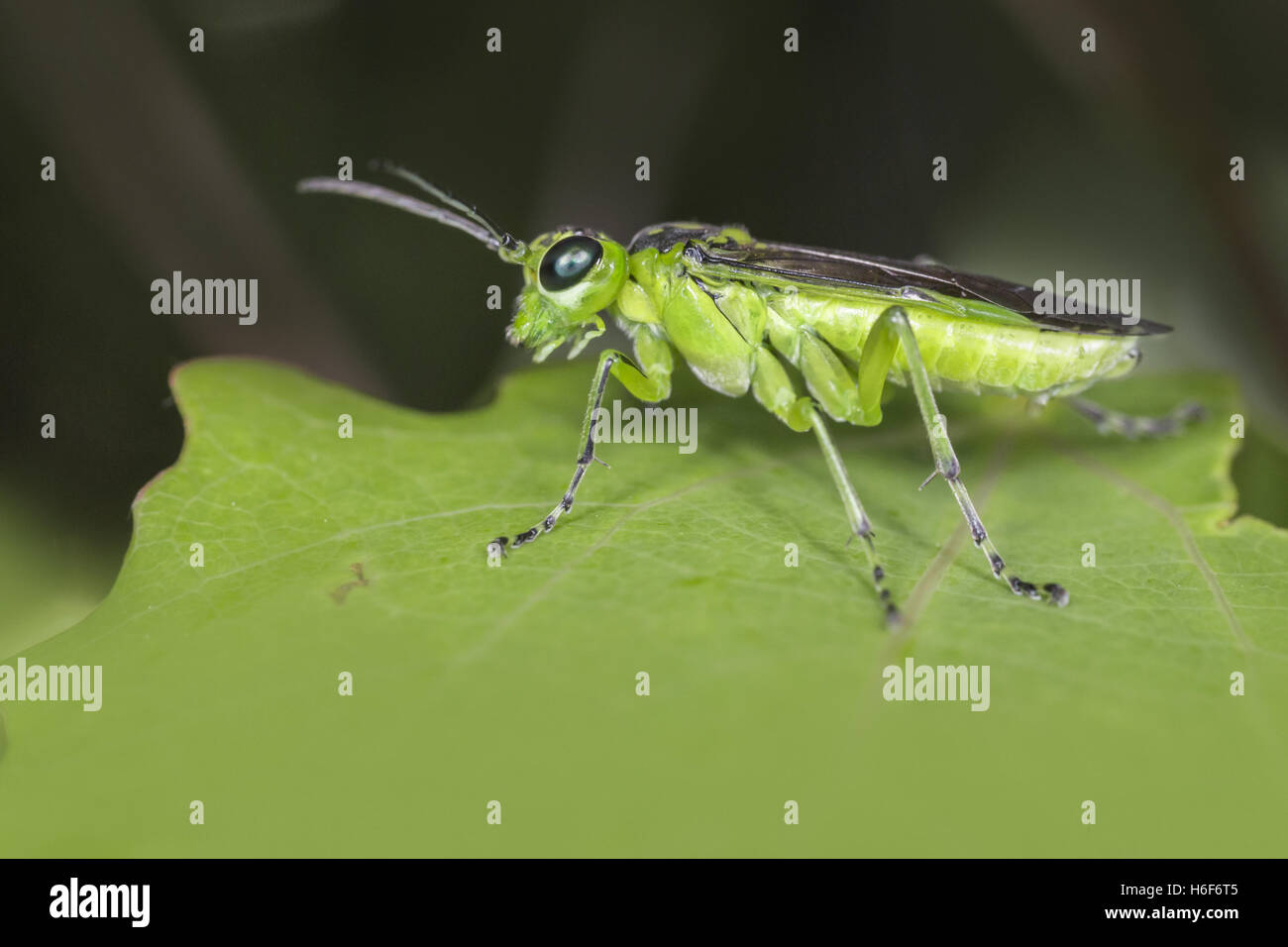 Beautiful sawfly hi-res stock photography and images - Alamy