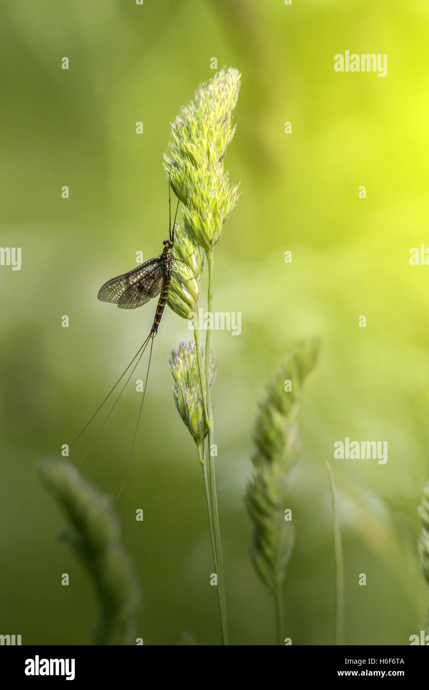 Mayfly eye macro hi-res stock photography and images - Alamy