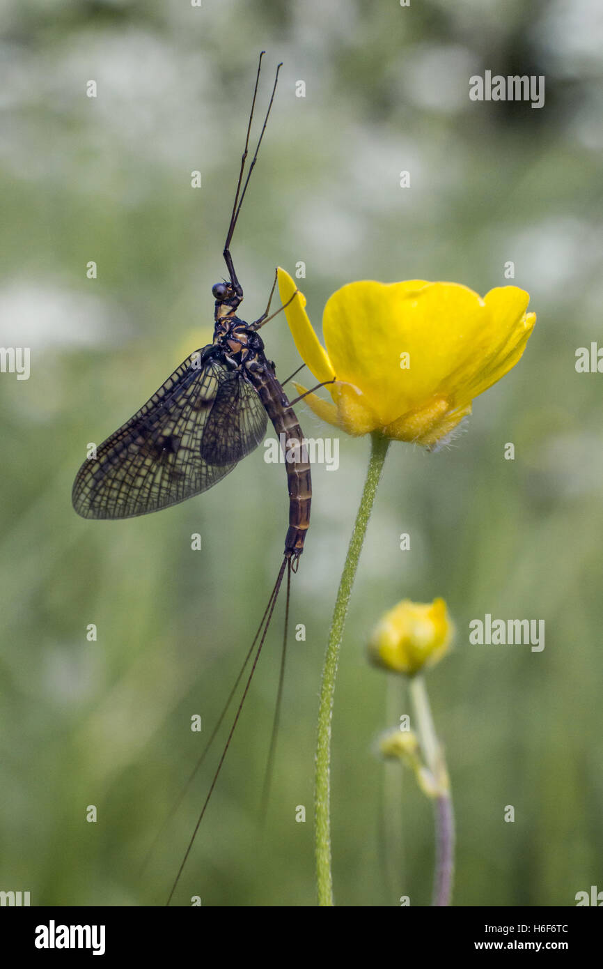 Mayfly eye macro hi-res stock photography and images - Alamy