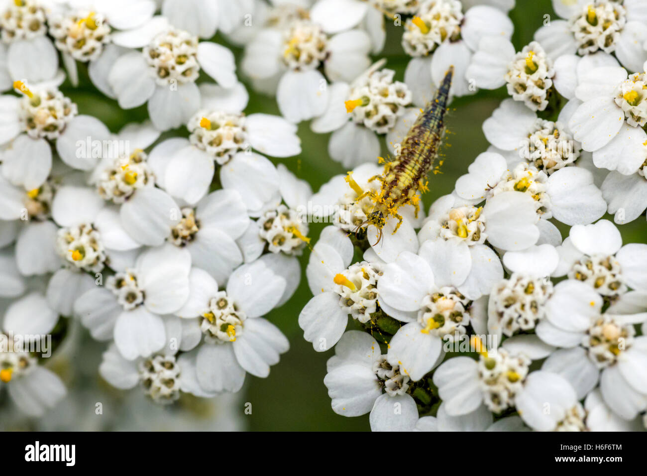 Beautiful parasite hi-res stock photography and images - Alamy