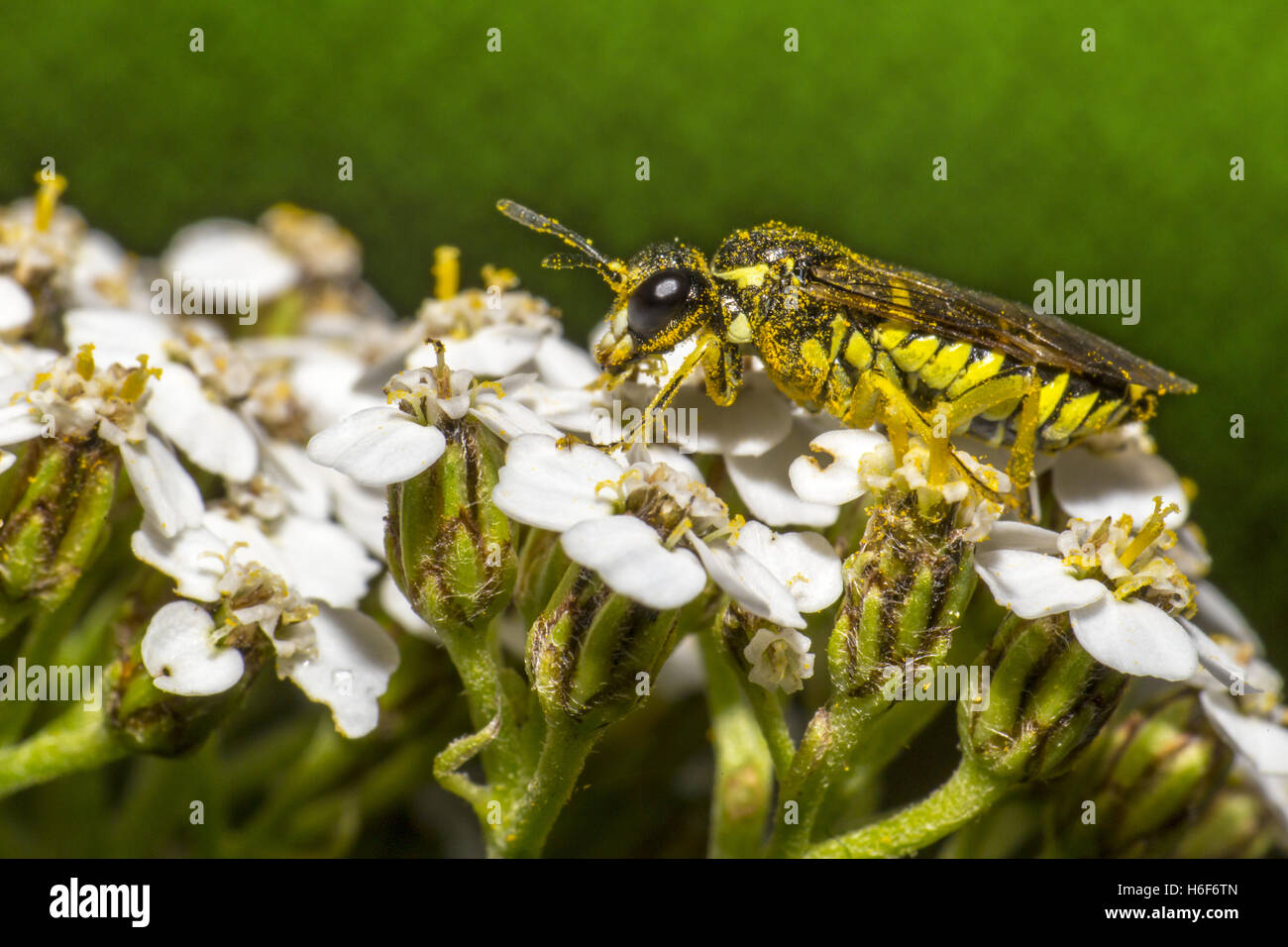 Portrait of a bug Stock Photo - Alamy