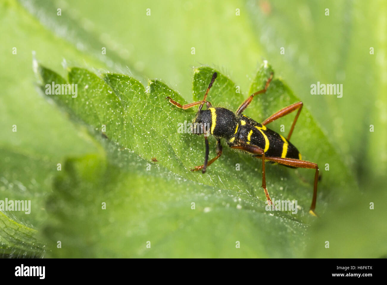 Portrait of a bug Stock Photo - Alamy