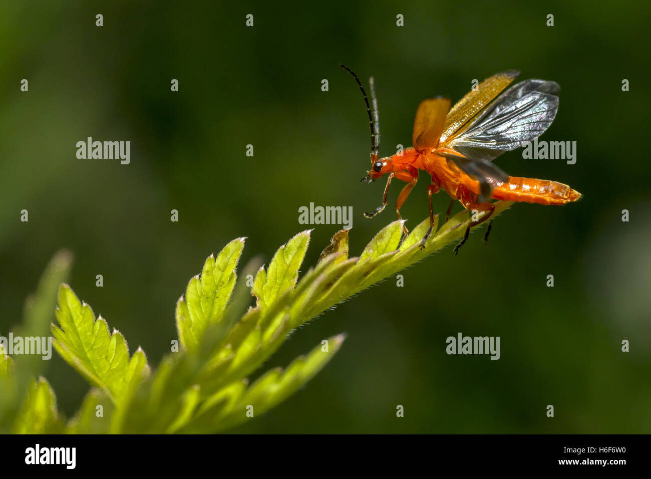 Portrait of a red bug Stock Photo - Alamy