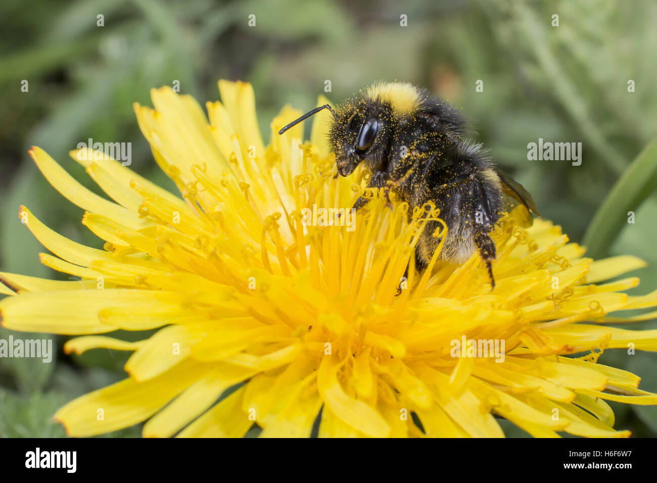 The Bumblebee (Bombus Stock Photo - Alamy
