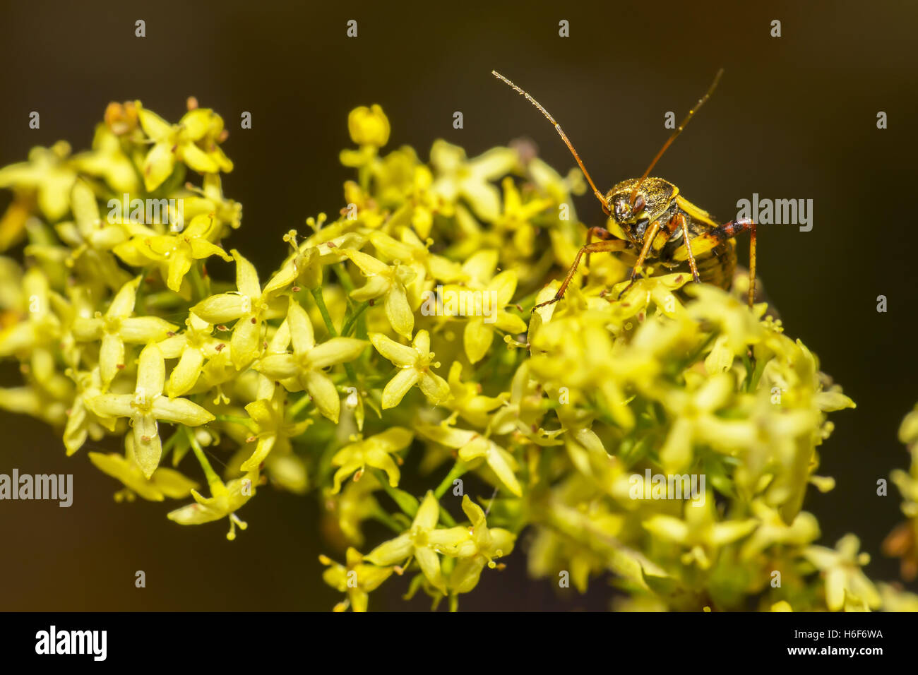 Portrait of a bug Stock Photo - Alamy