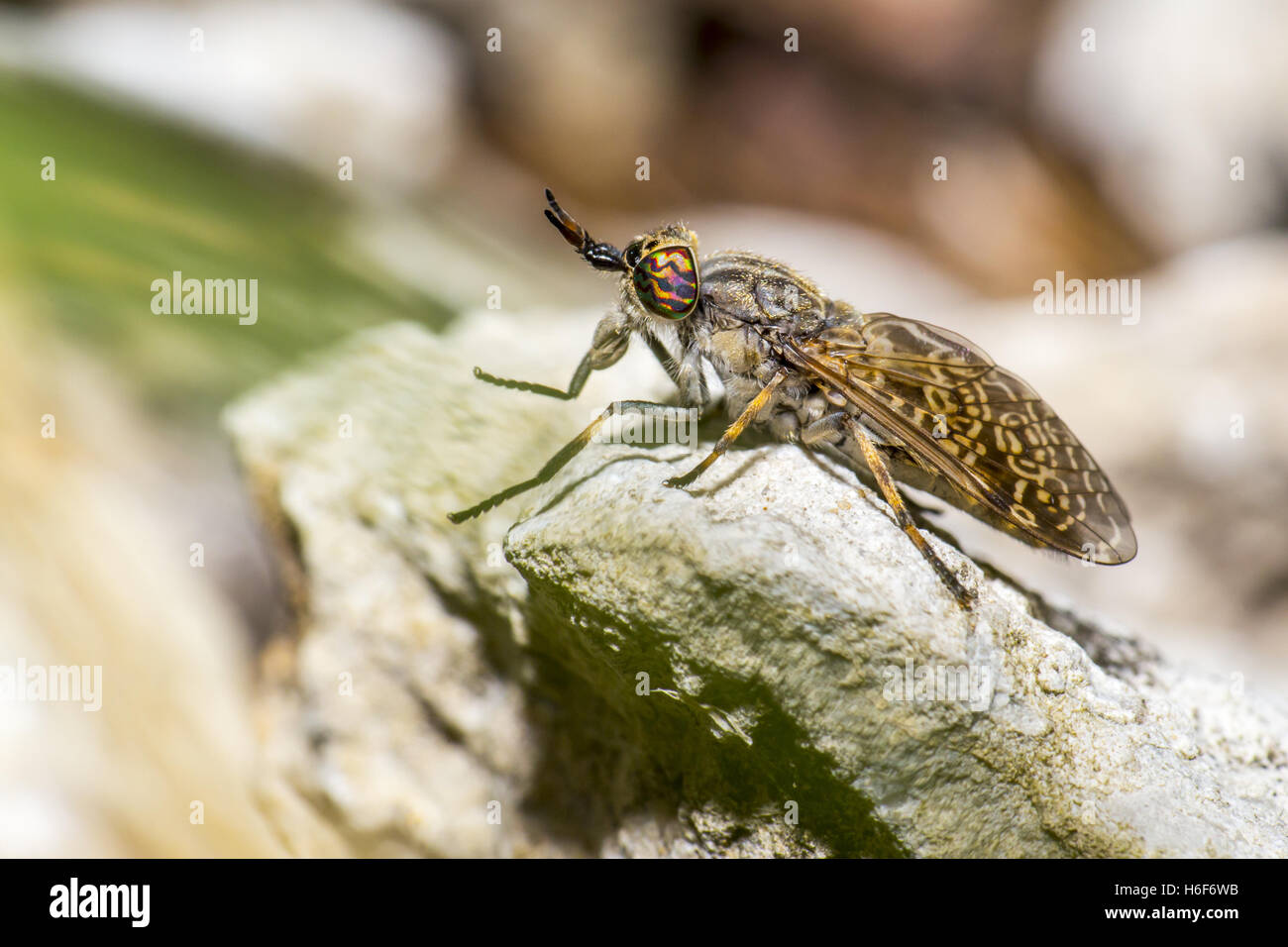 Portrait of a gadfly Stock Photo - Alamy