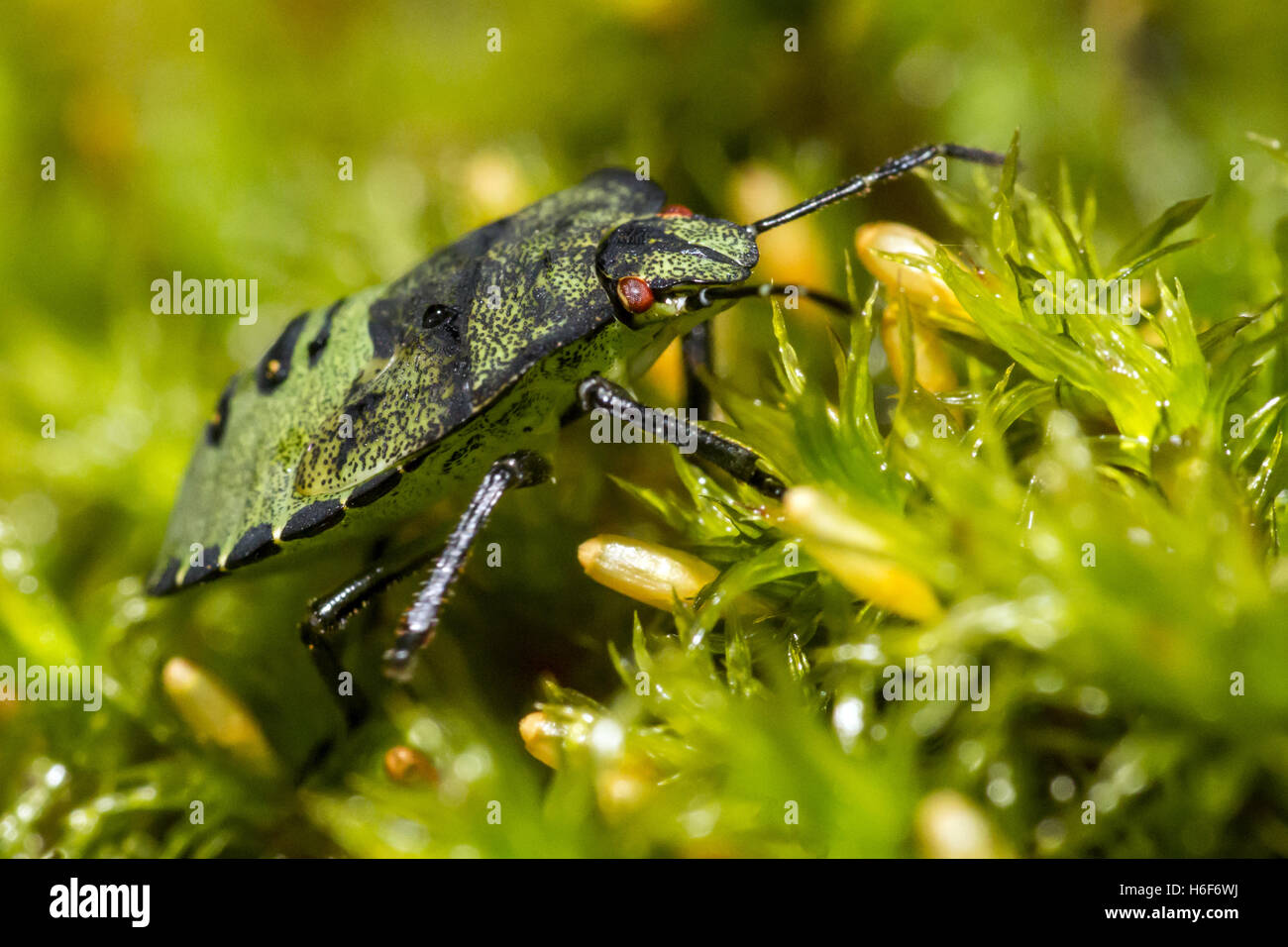 Portrait of a bug Stock Photo - Alamy
