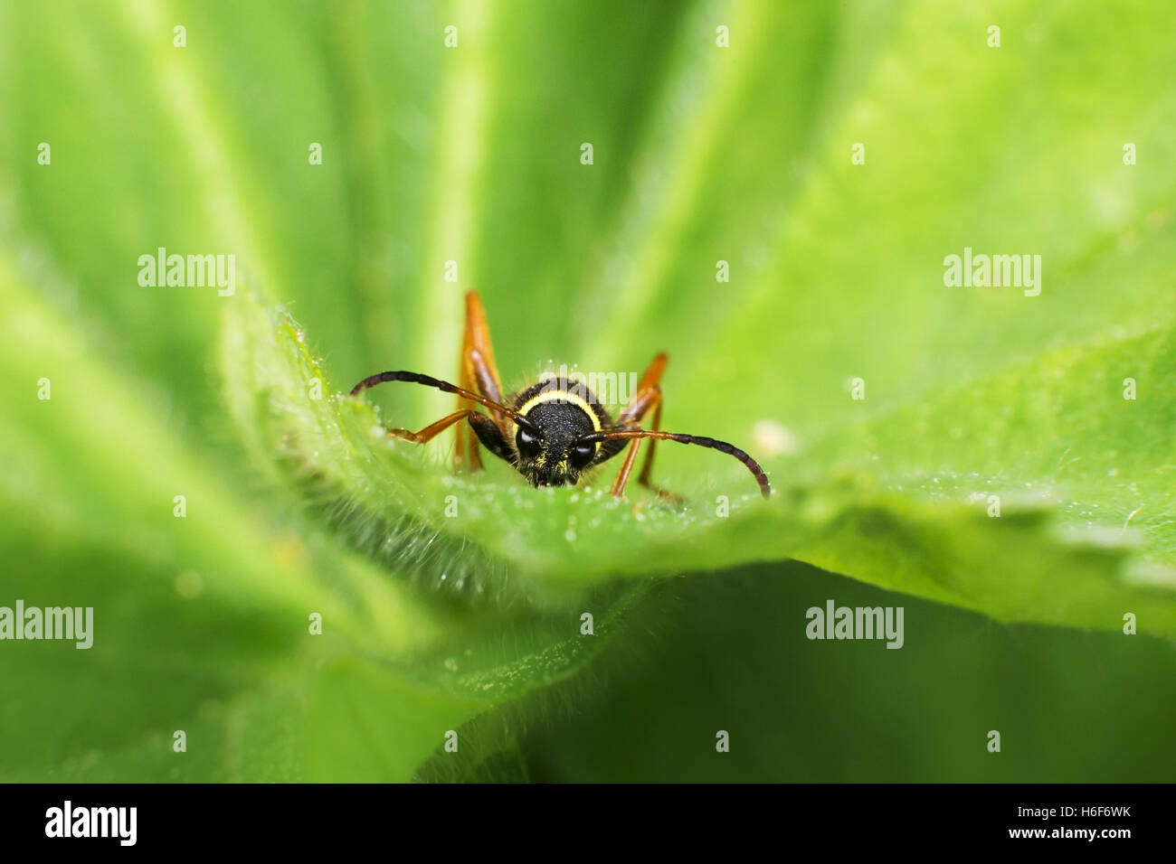 Portrait of a bug Stock Photo - Alamy