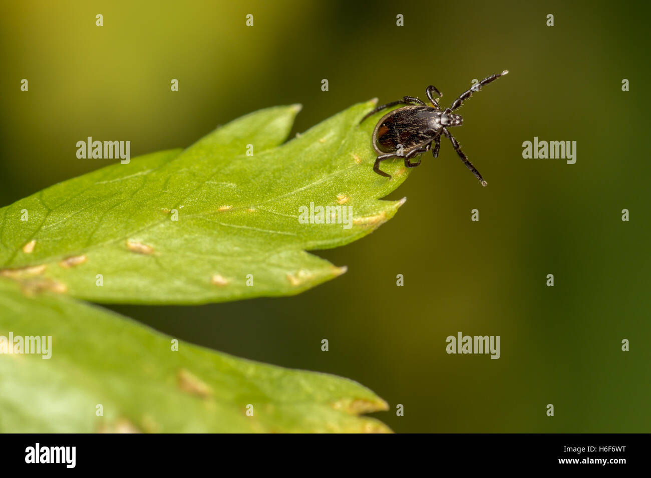 Portrait of a bug Stock Photo - Alamy