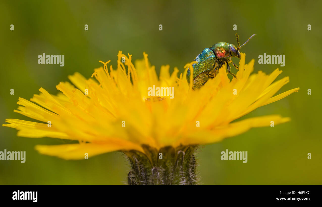 Portrait of a bug Stock Photo - Alamy