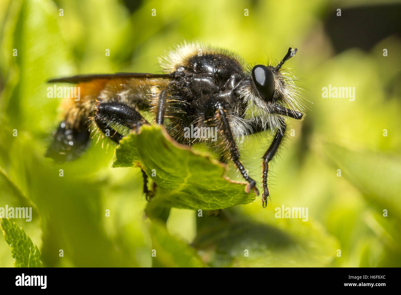 Portrait of a insect Stock Photo - Alamy