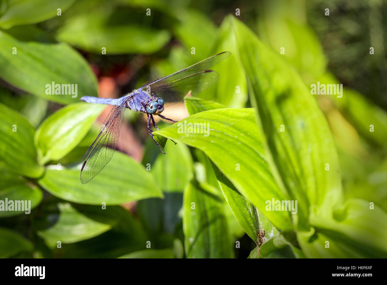 Water skimmer insects hi-res stock photography and images - Alamy