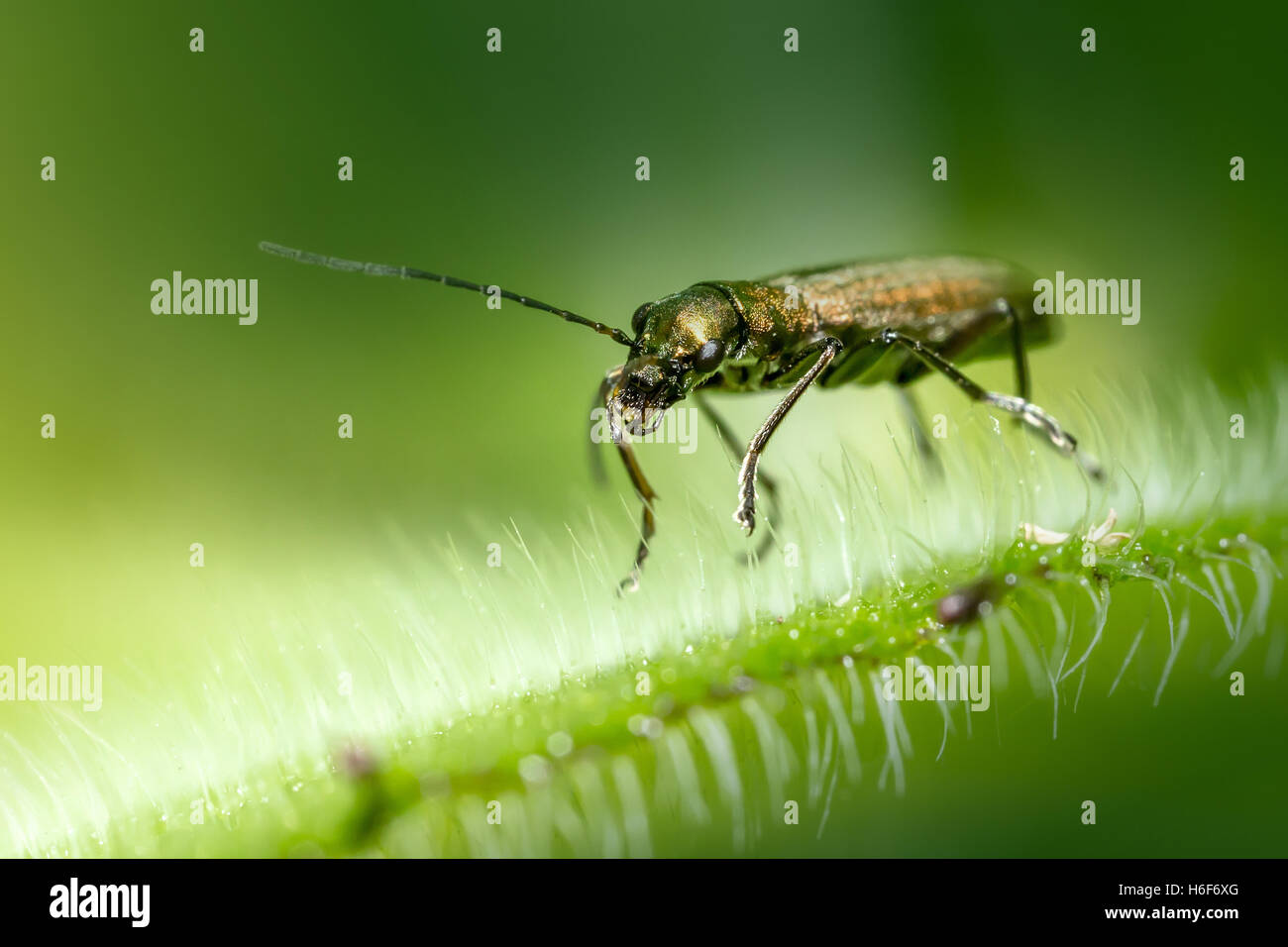 Portrait of a bug Stock Photo - Alamy