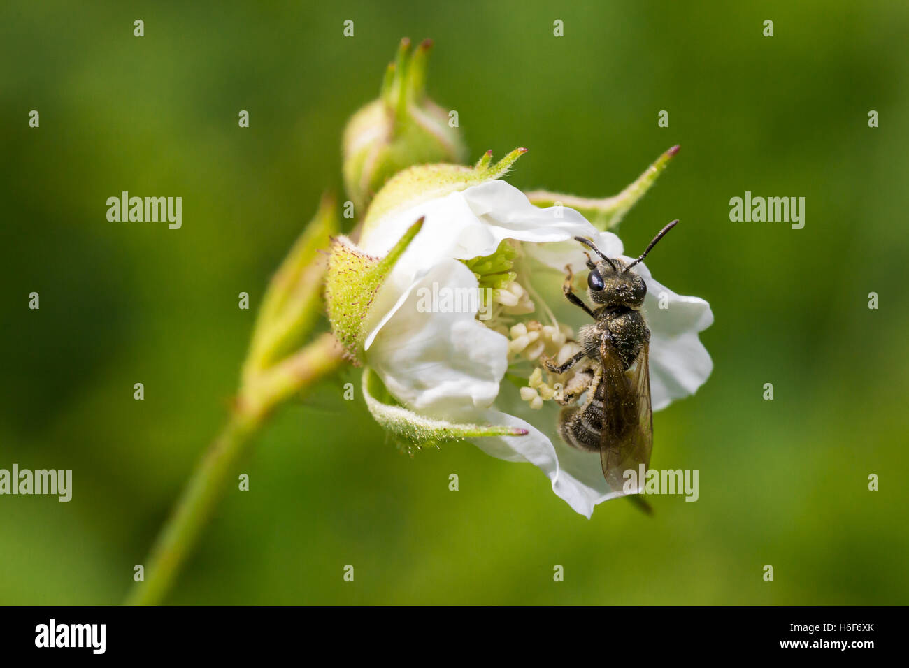 Portrait of a bee Stock Photo - Alamy
