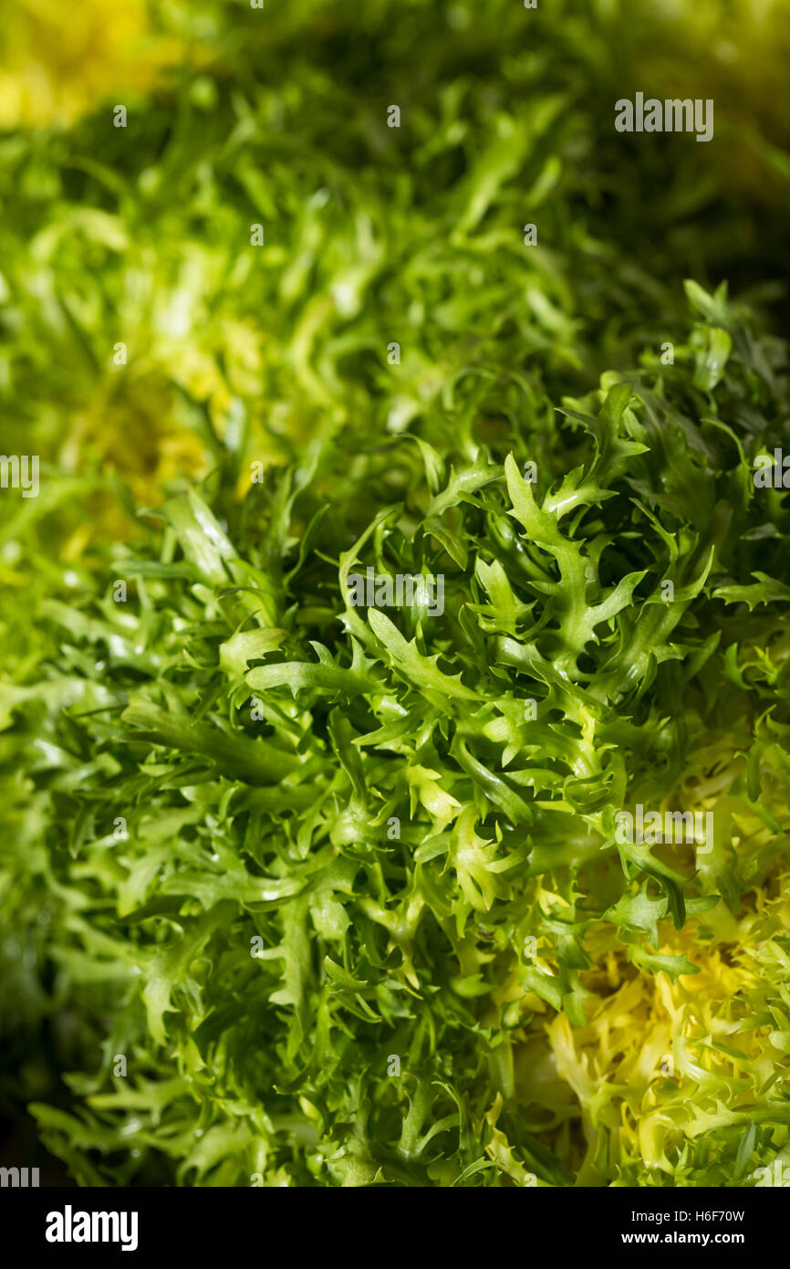Raw Green Organic Frisee Lettuce Ready to Eat Stock Photo - Alamy