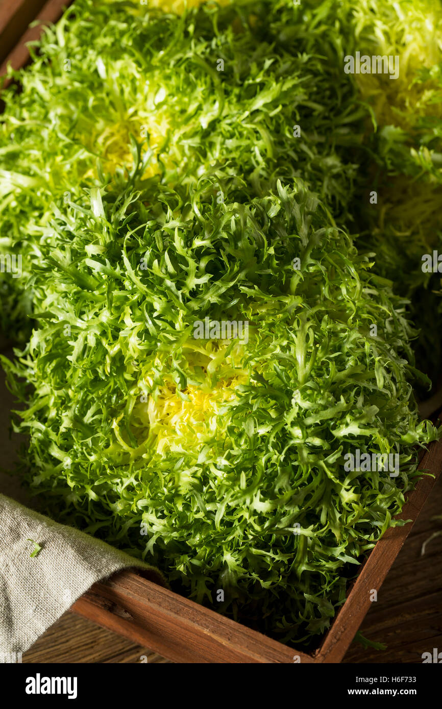 Raw Green Organic Frisee Lettuce Ready to Eat Stock Photo - Alamy