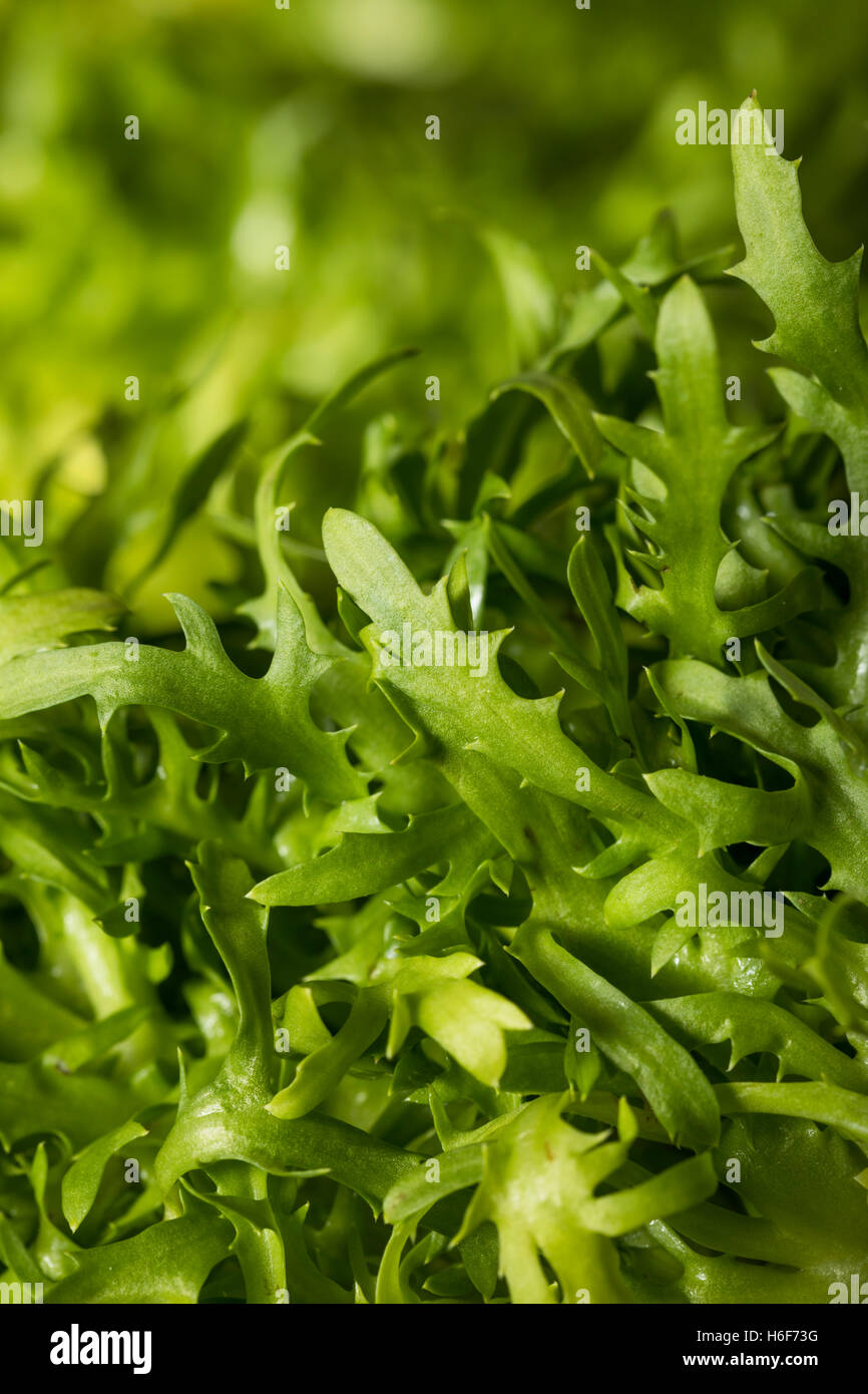 Raw Green Organic Frisee Lettuce Ready to Eat Stock Photo - Alamy