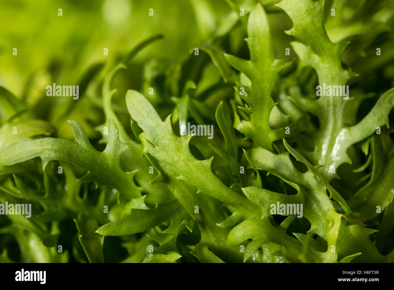 Frisee frieze salad lettuce hi-res stock photography and images - Alamy