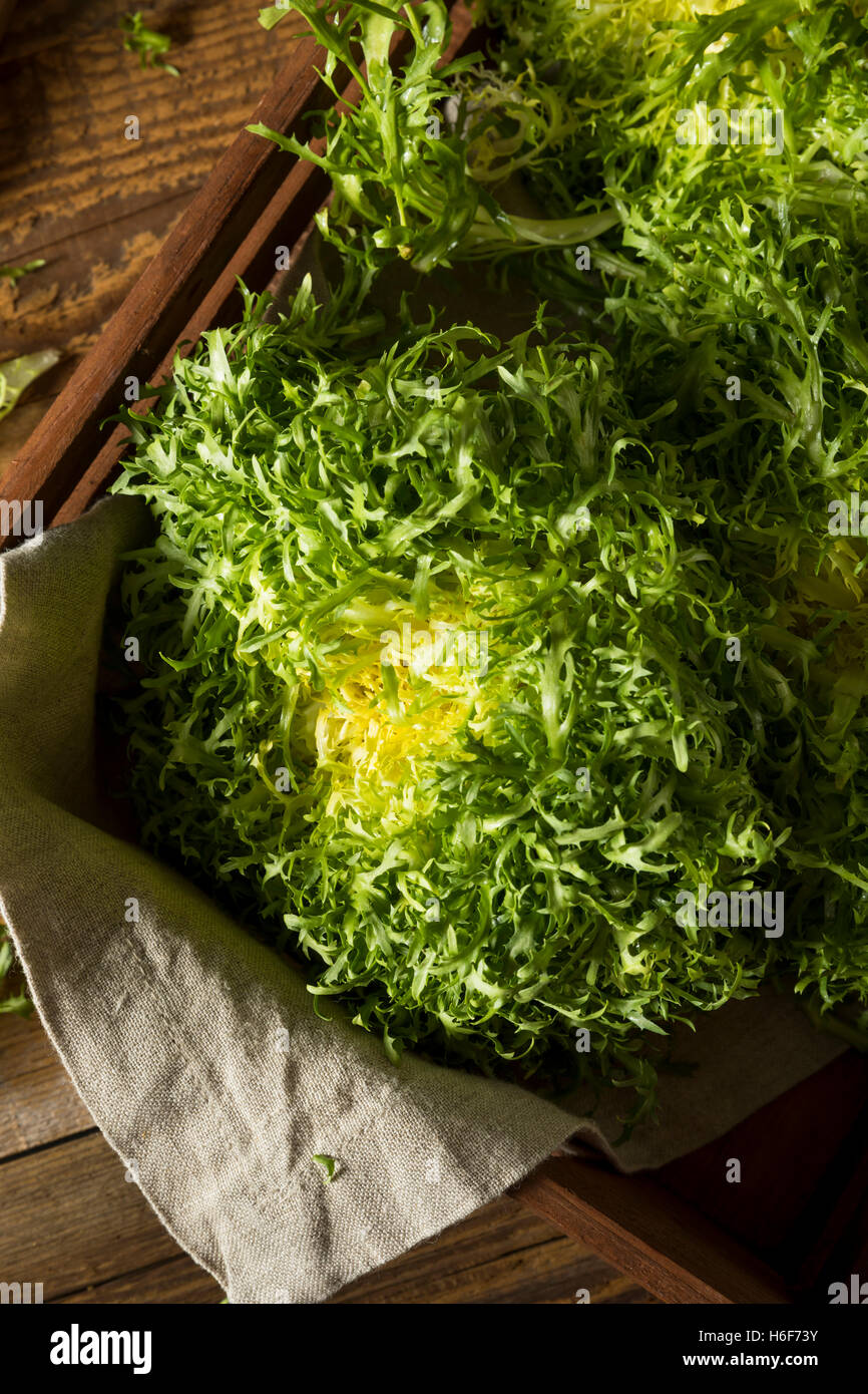 Frisee chicory hi-res stock photography and images - Alamy