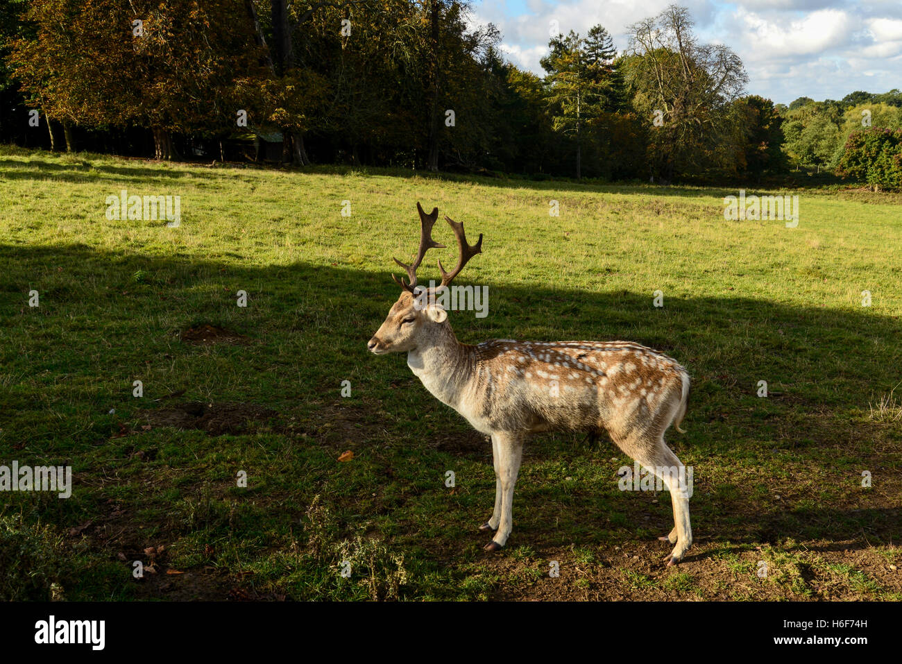 Fallow Deer Buck Stock Photo - Alamy