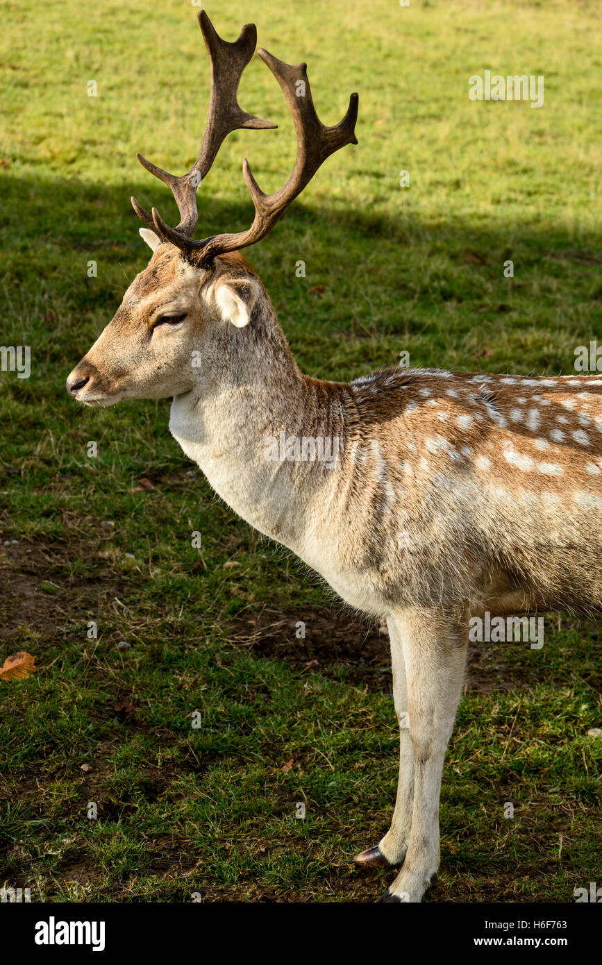 Male fallow deer buck antlers hi-res stock photography and images - Alamy